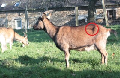 Acidosis in Goats: An Unexpected Case - Goat Journal